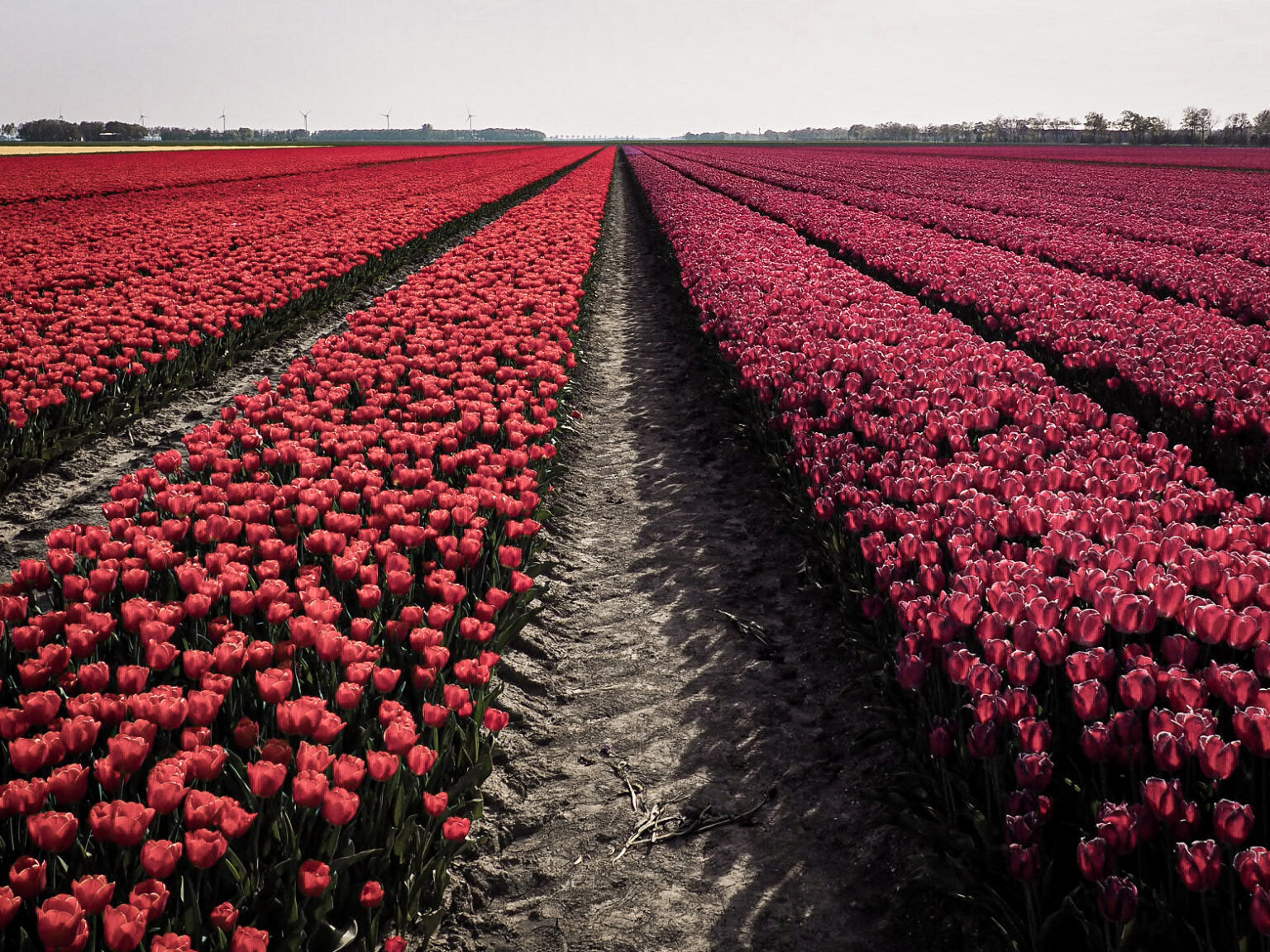 Tulpenvelden in Nederland: de mooiste velden op een rijtje