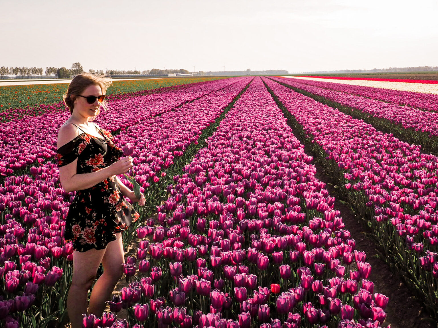 Tulpenvelden in Nederland: de mooiste velden op een rijtje